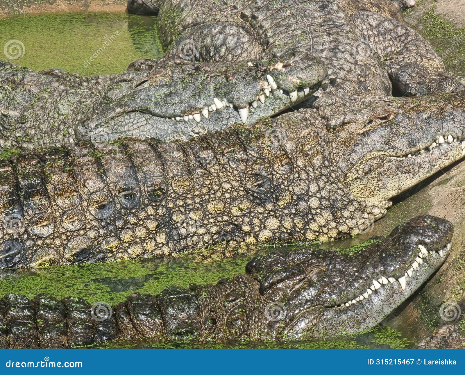 Crocodile Teeth Reptiles Scales Sunbathing Stock Image - Image of ...
