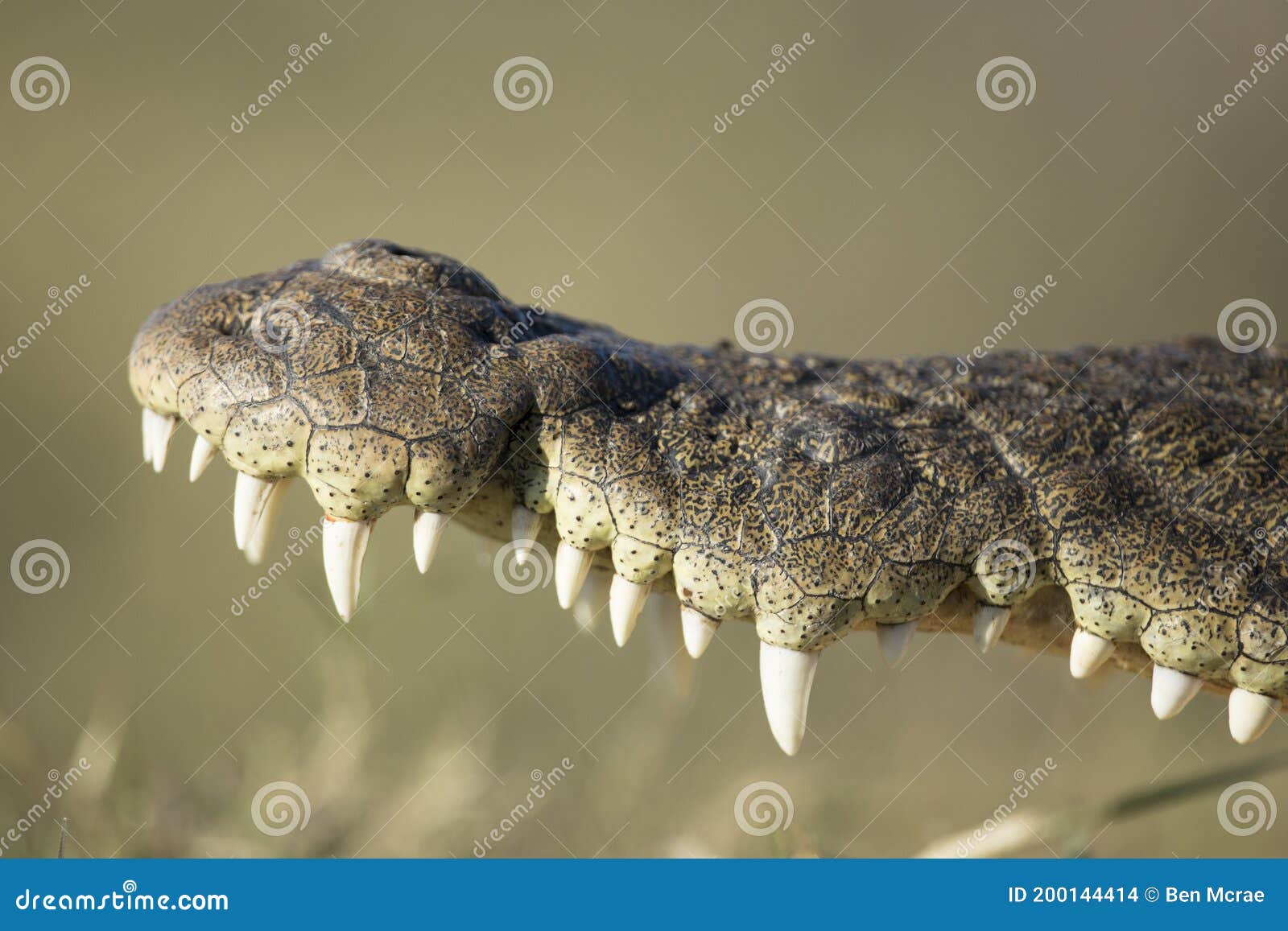 Crocodile Teeth Royalty-Free Stock Photography | CartoonDealer.com #6521303