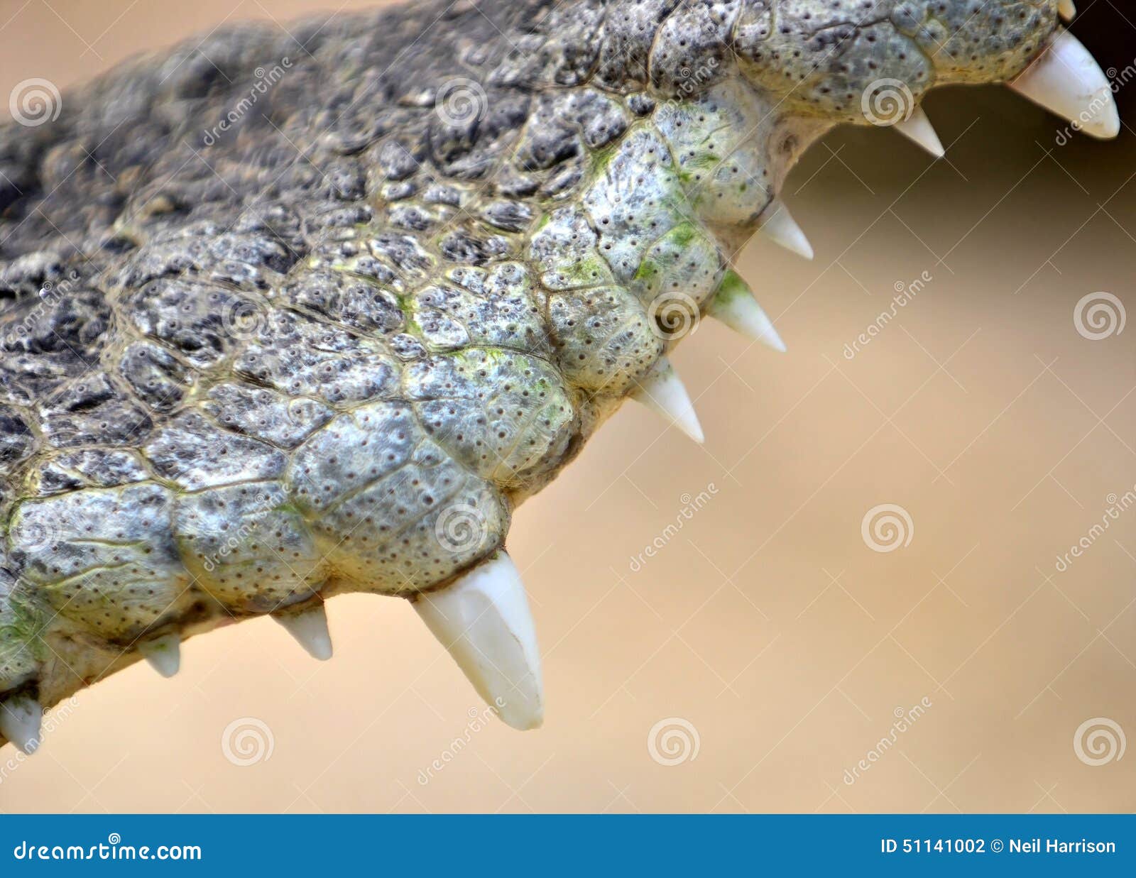 Crocodile Teeth stock photo. Image of enamel, danger - 51141002