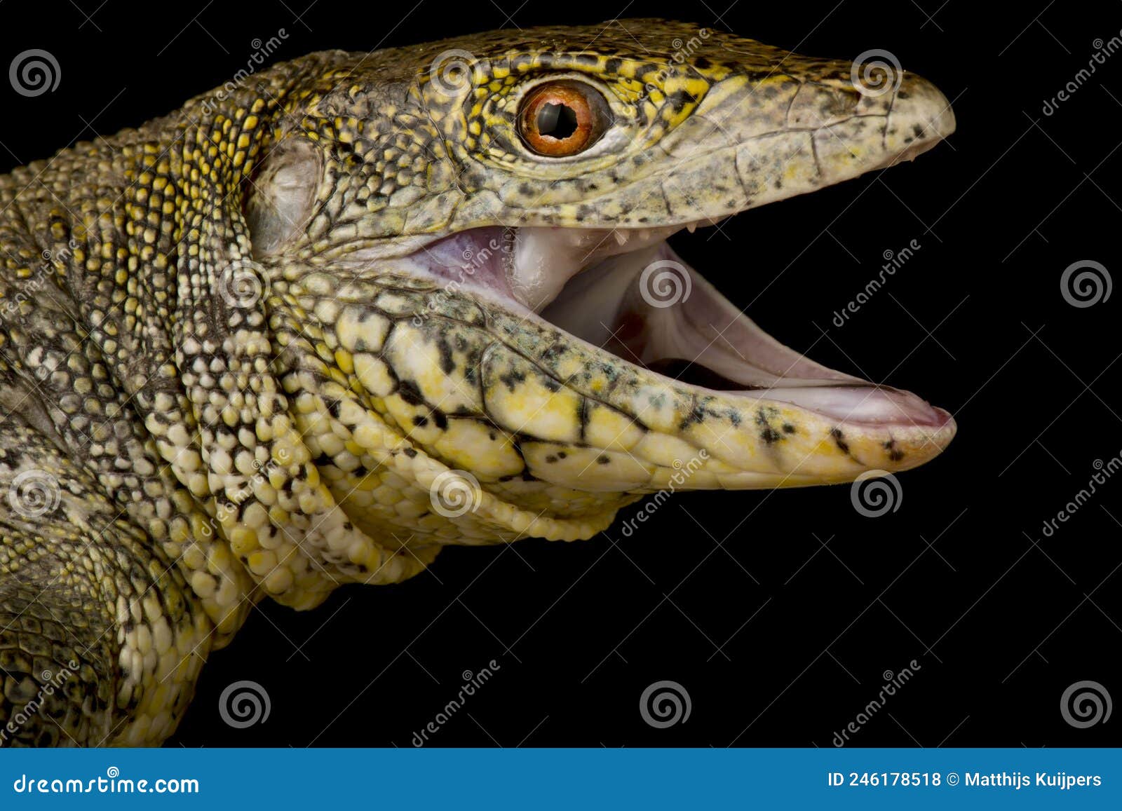 The Crocodile Tegu Crocodilurus Amazonicus Stock Photo - Image of teeth ...