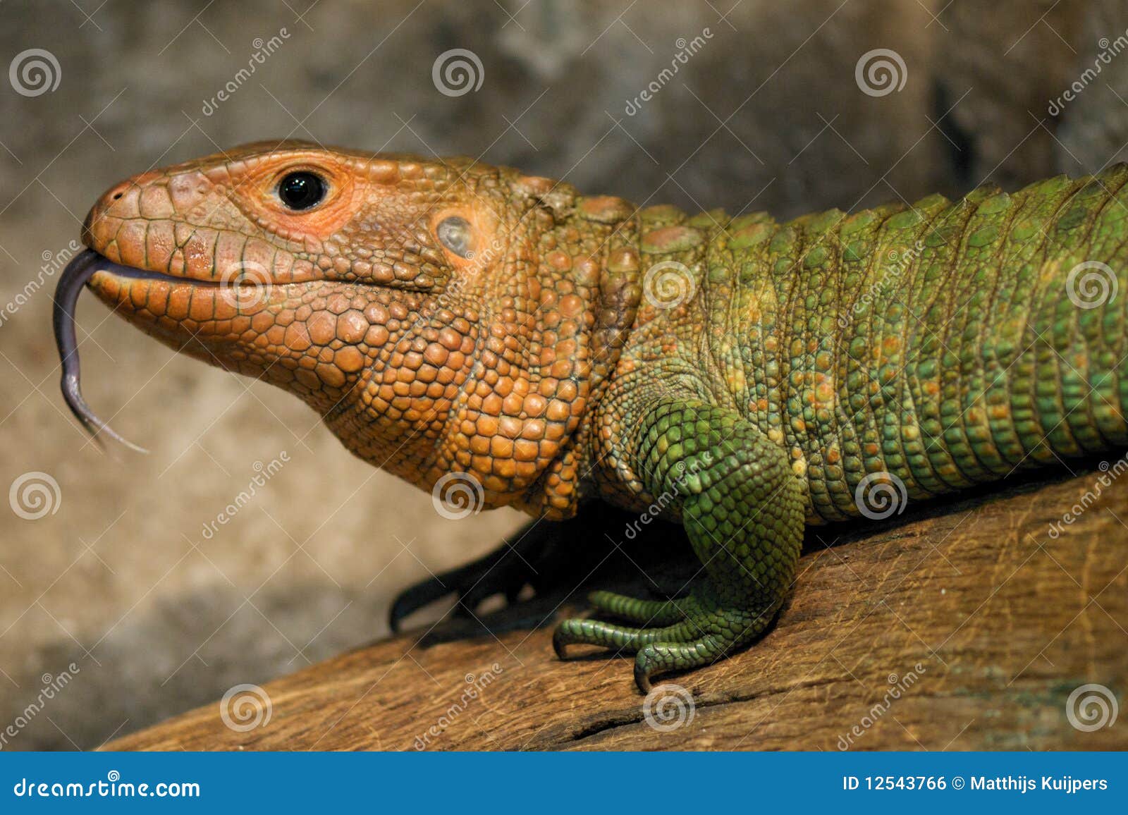 Crocodile Teju Royalty Free Stock Image - Image: 12543766