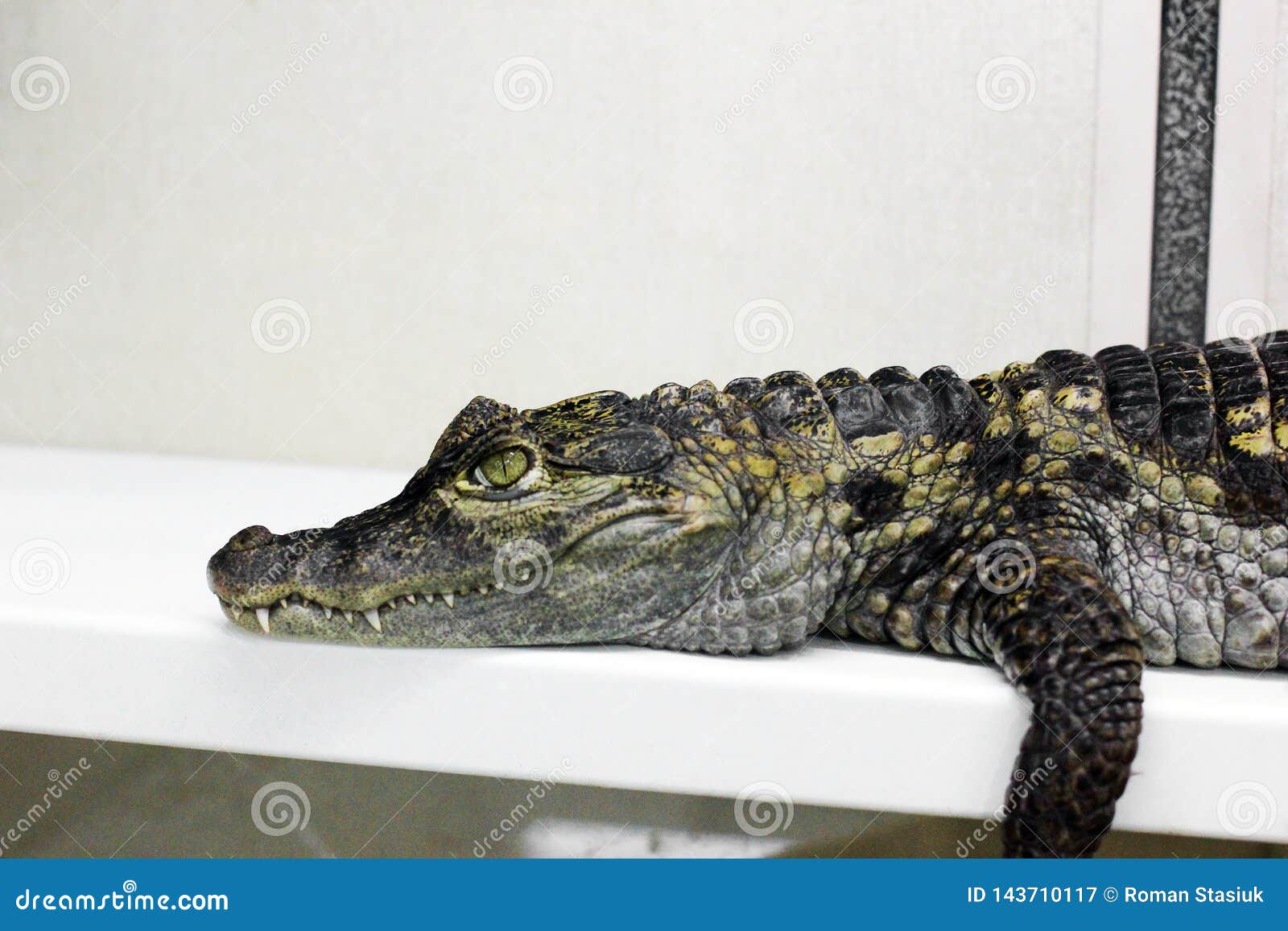 Crocodile in the terrarium stock image. Image of predator - 143710117