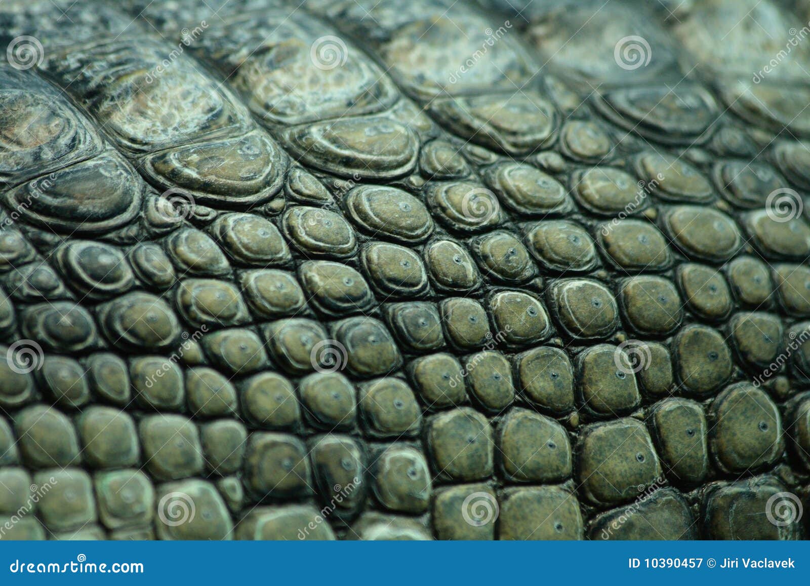 Crocodile texture stock image. Image of alligator, contrast - 10390457