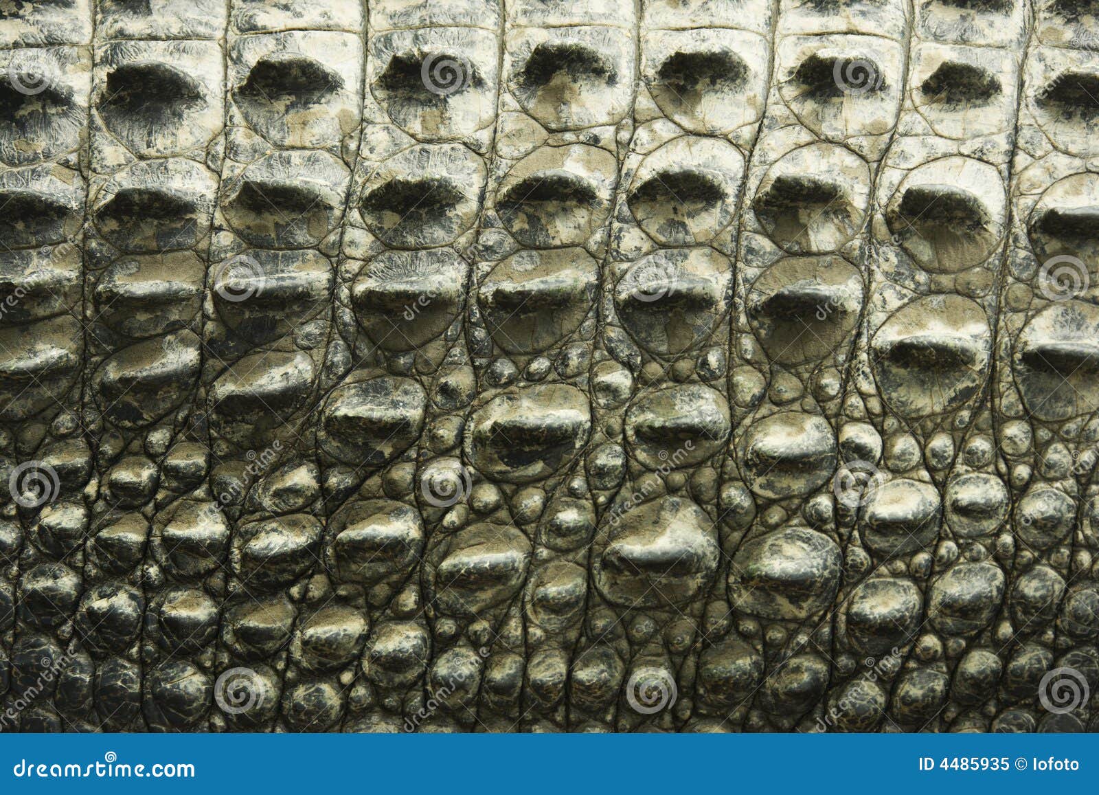 Crocodile Scale Texture