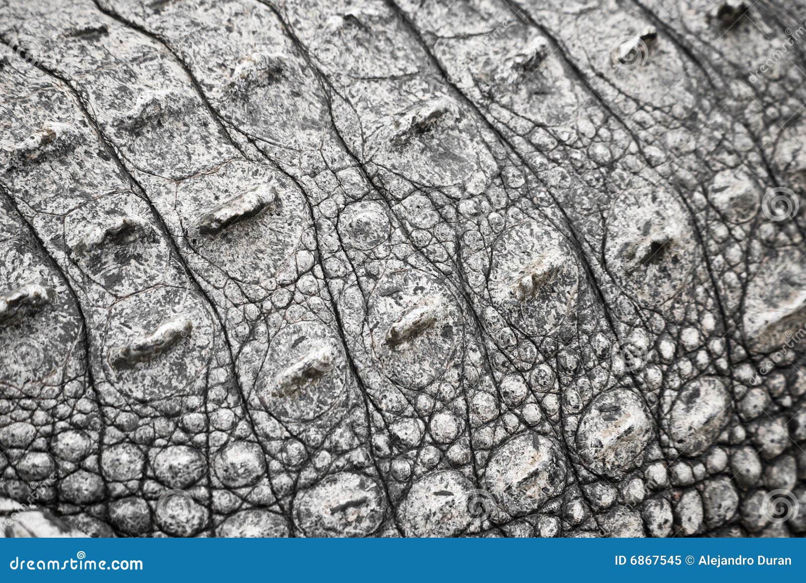 Crocodile texture stock image. Image of luxury, nature - 6867545