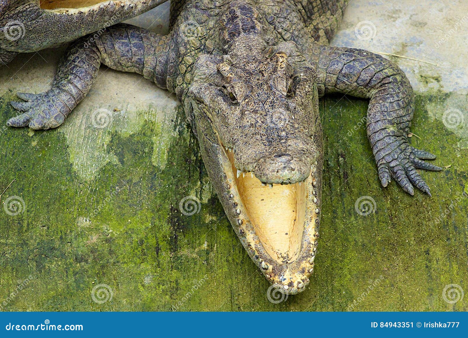 Crocodile in Thailand stock image. Image of bite, heartless - 84943351