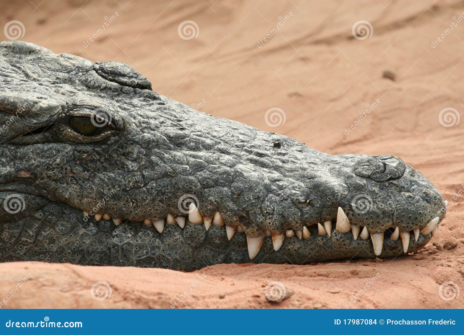 Crocodile tooth stock photo. Image of reptile, predator - 17987084