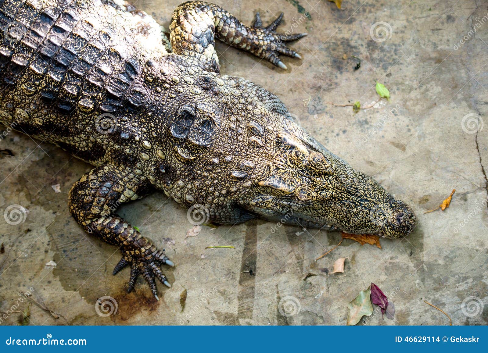 Crocodile stock photo. Image of river, alligator, power - 46629114