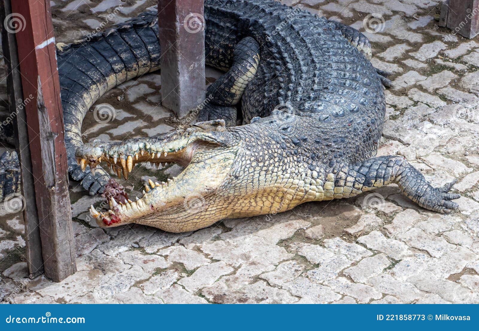A Crocodile Turned Around a Pole Eats Meat Stock Image - Image of eats ...