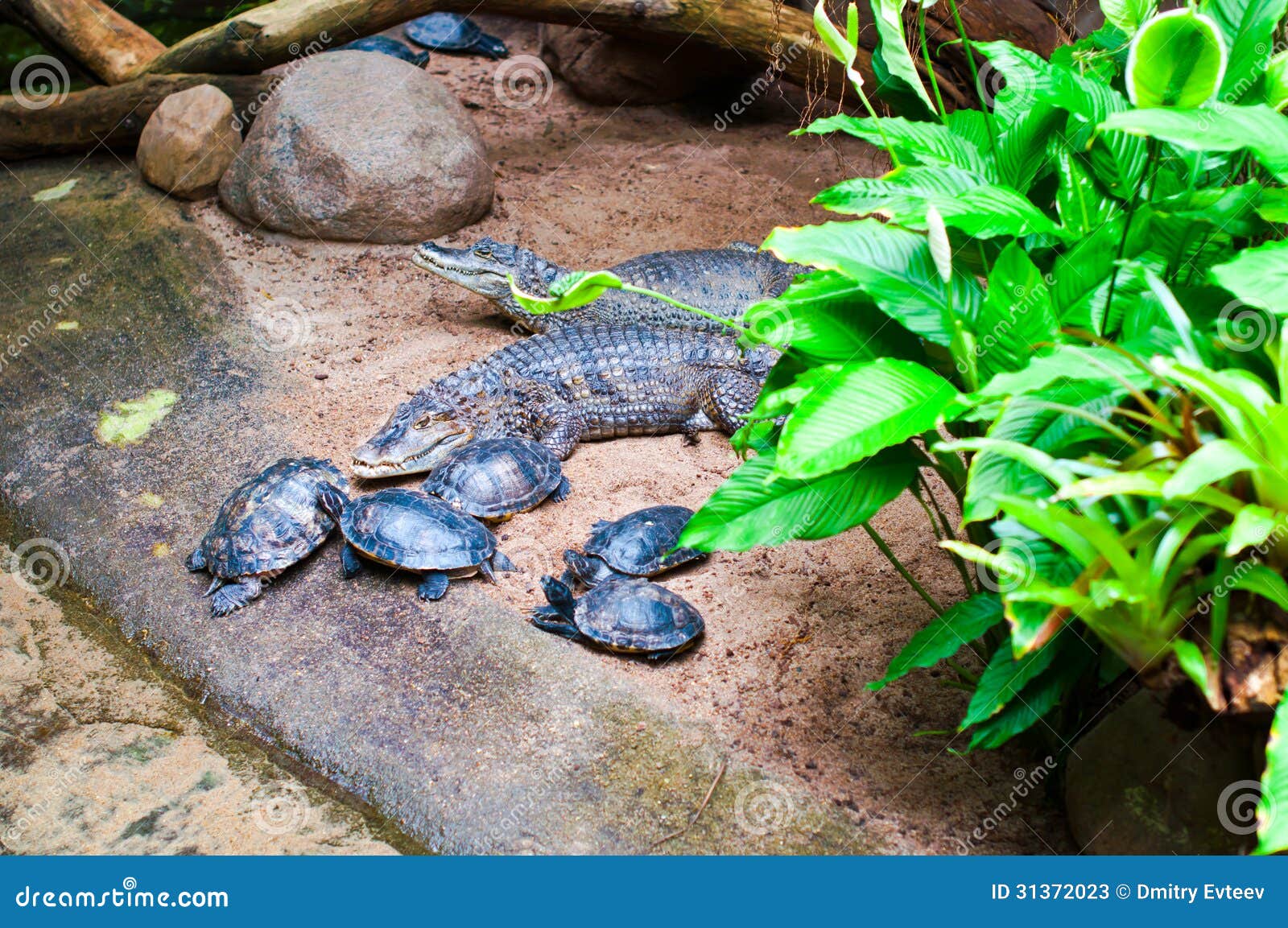 Crocodile and turtles stock image. Image of turtles, aquarium - 31372023