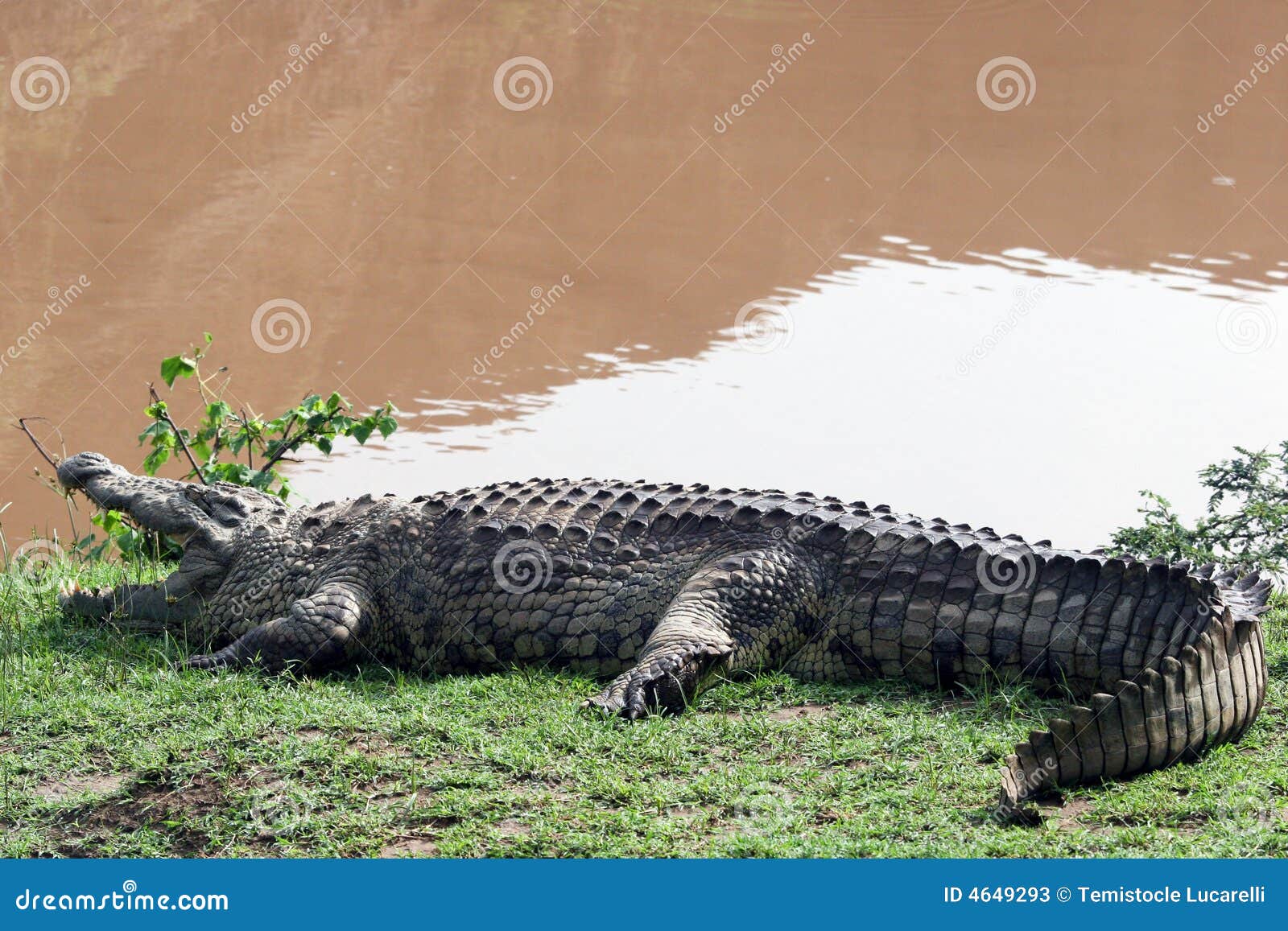 Crocodile waiting stock image. Image of south, adventure - 4649293