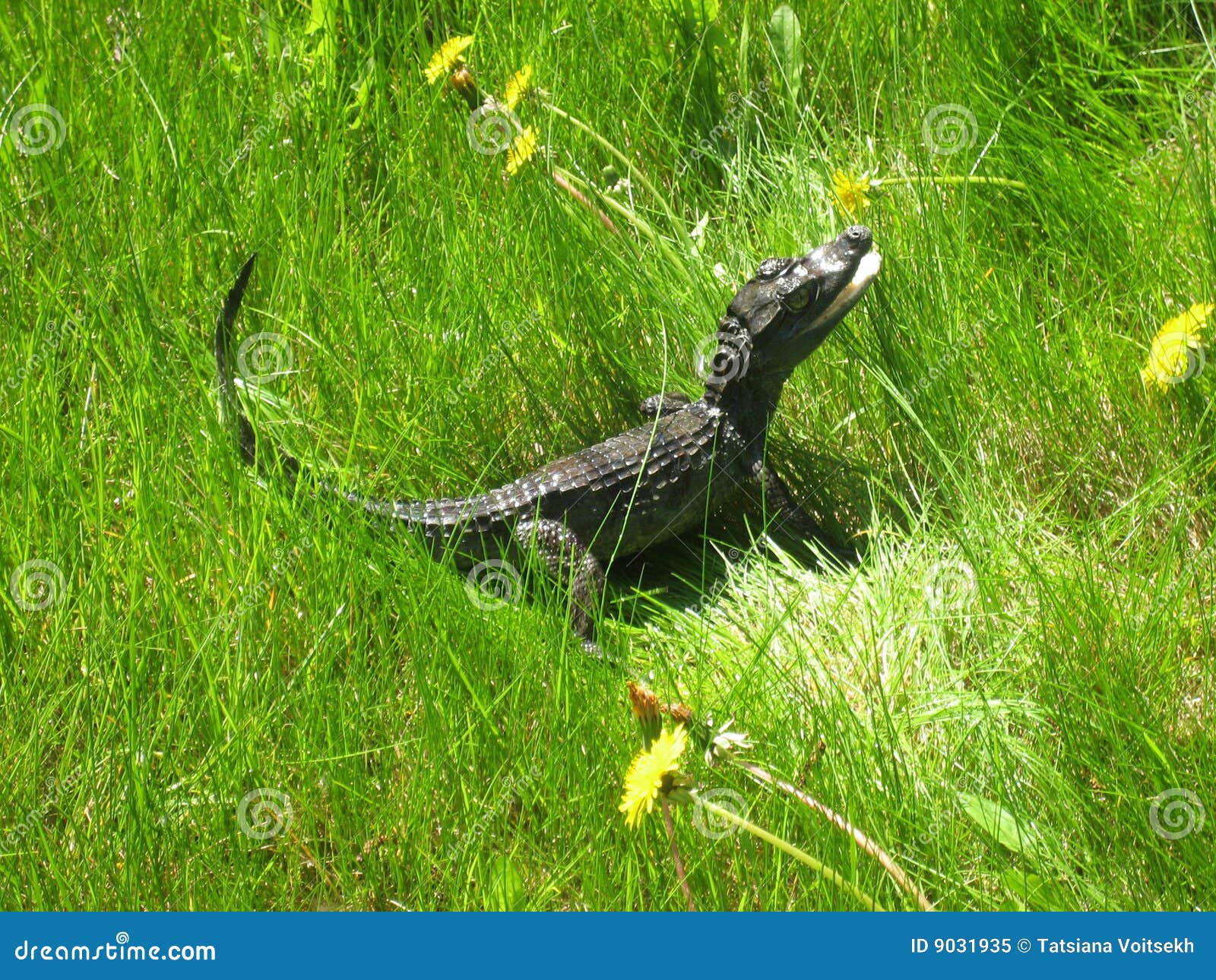 Crocodile on walk stock image. Image of flowers, hunter - 9031935
