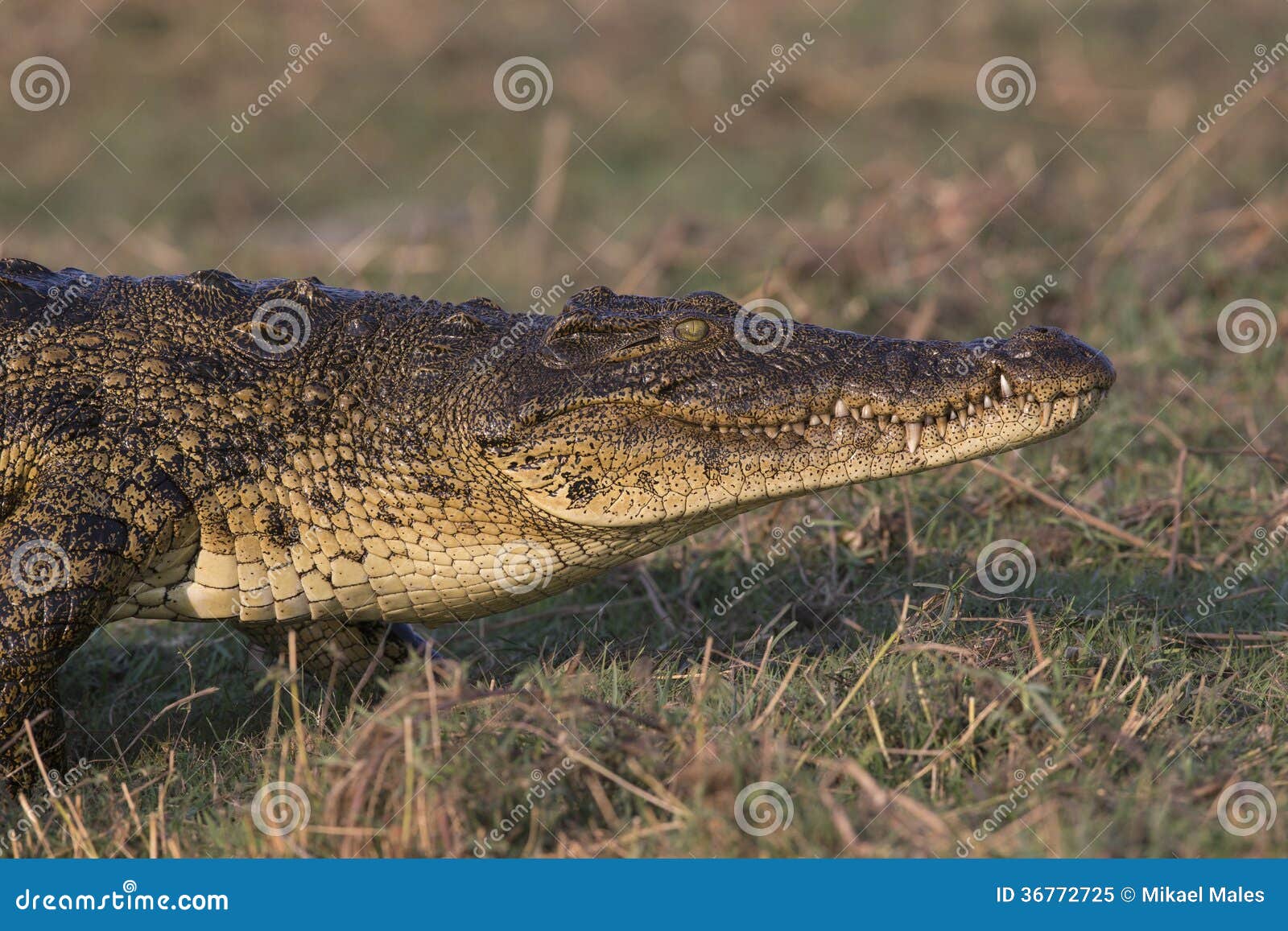 Crocodile Walking on land stock image. Image of open - 36772725