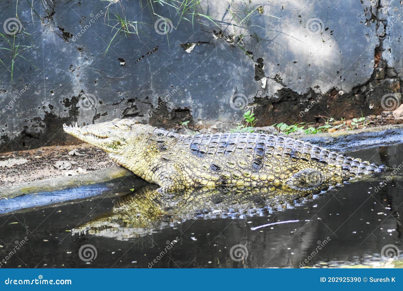 Crocodile in the water stock photo. Image of water, river - 202925390