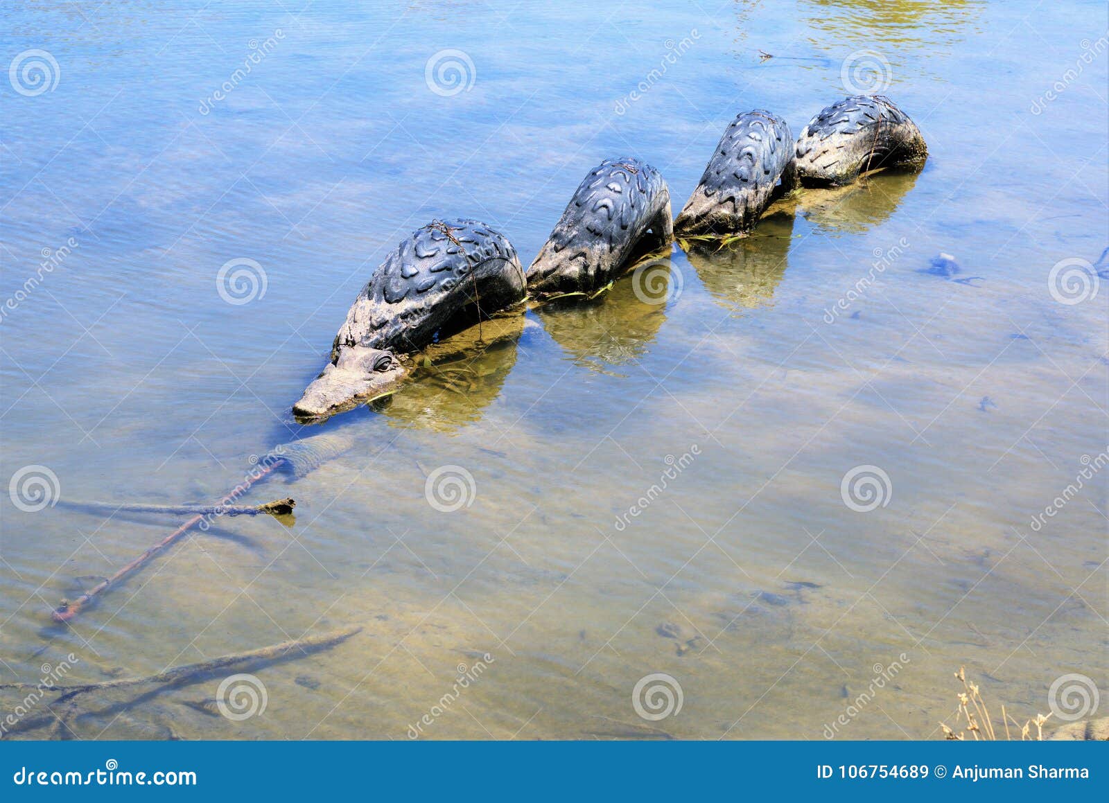 Alligator In The Water Stock Photo | CartoonDealer.com #52224864