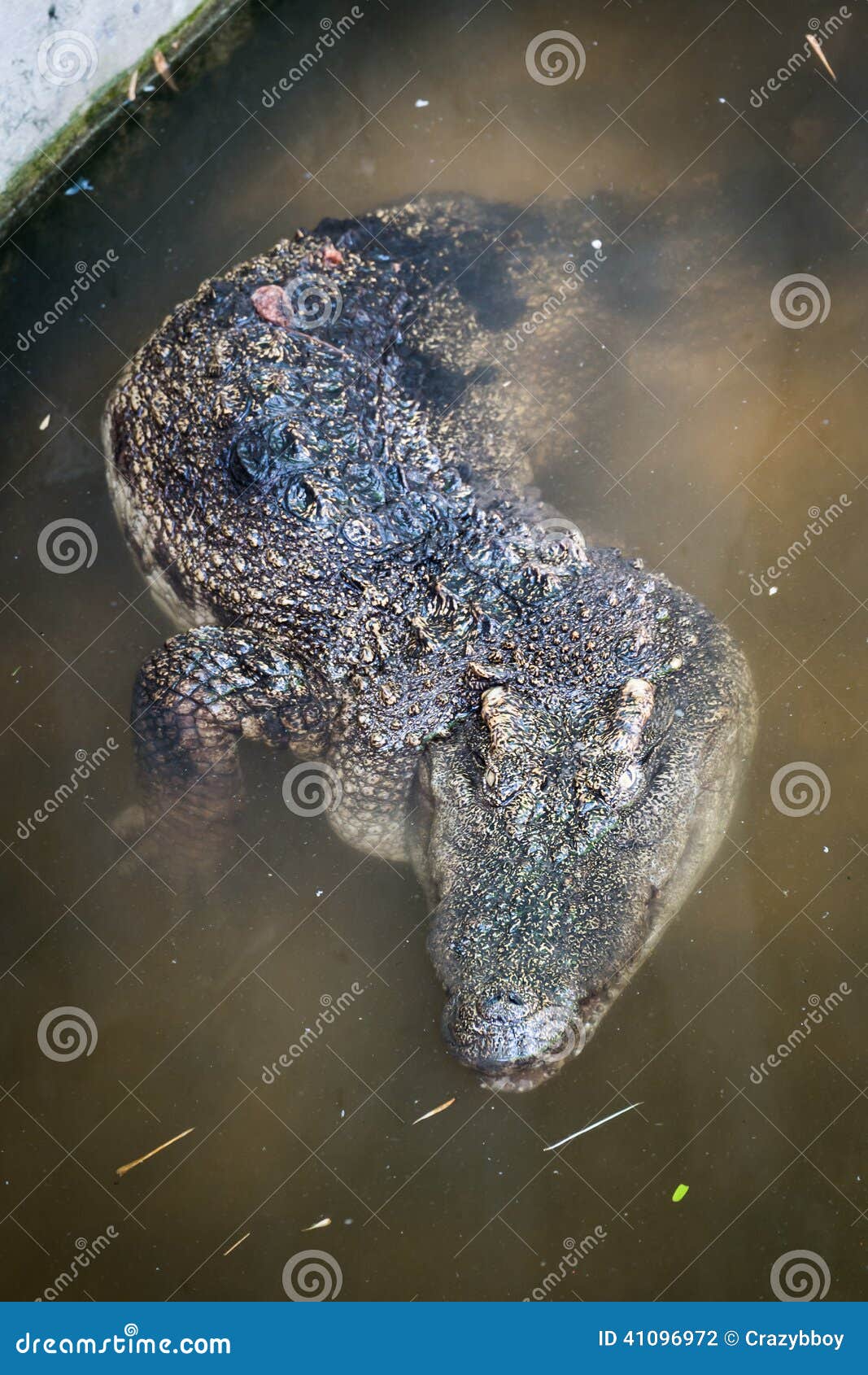 Crocodile in the water stock photo. Image of aquatic - 41096972