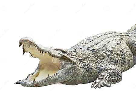 A crocodile on white stock image. Image of alligator - 14165639