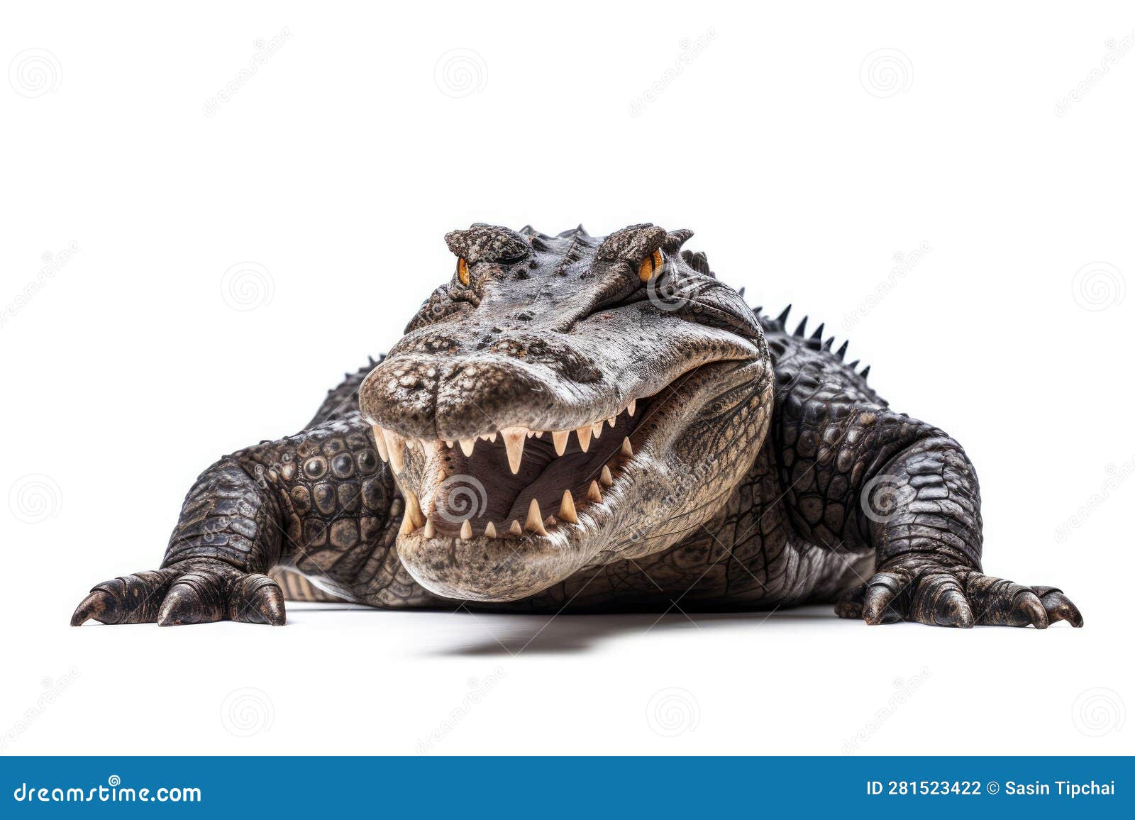 Crocodile Full Body Showing Jaws on White Isolate Background Stock ...
