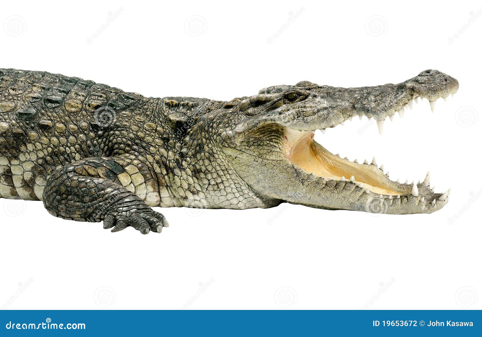 Half Body Crocodile Wildlife Isolated Stock Photo - Image of fear ...