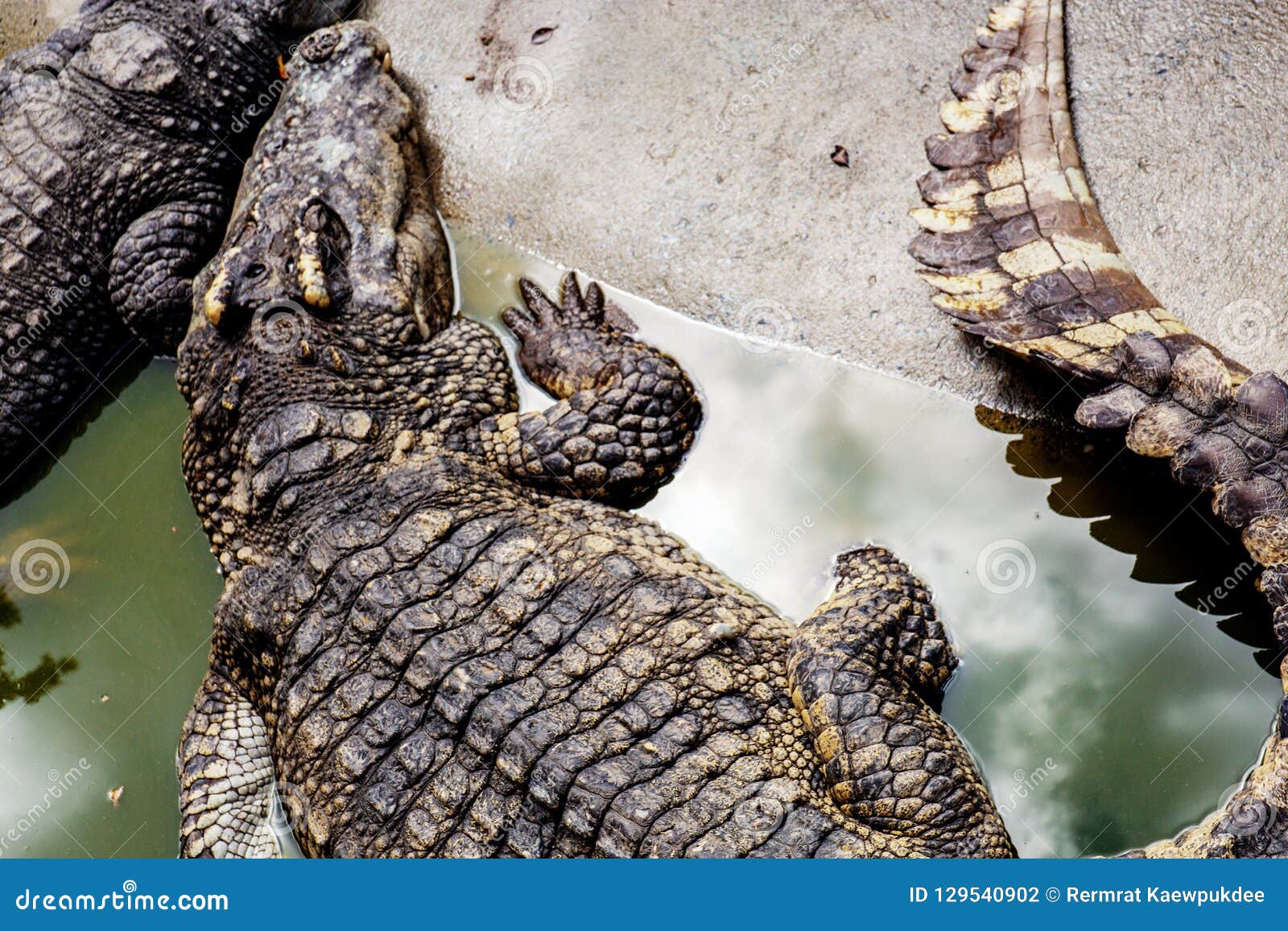Crocodile with Texture at Sunlight. Stock Photo - Image of predator ...