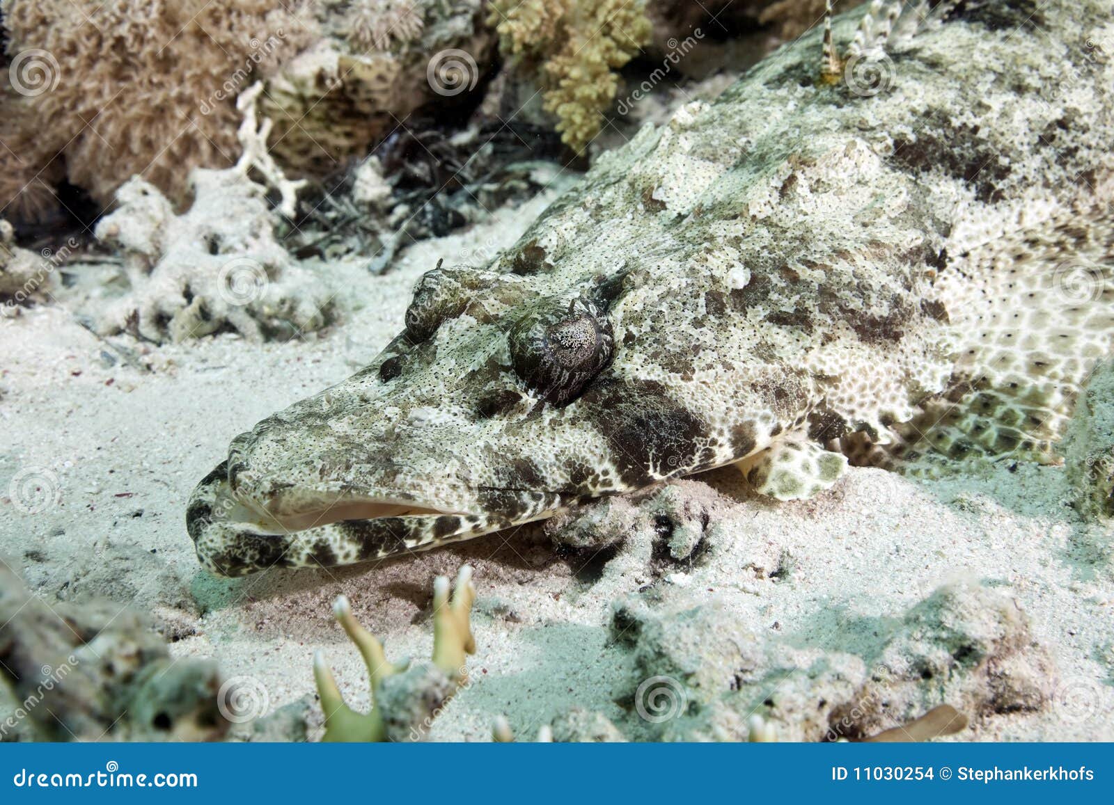 Crocodilefish stock photo. Image of tropical, hardcoral - 11030254