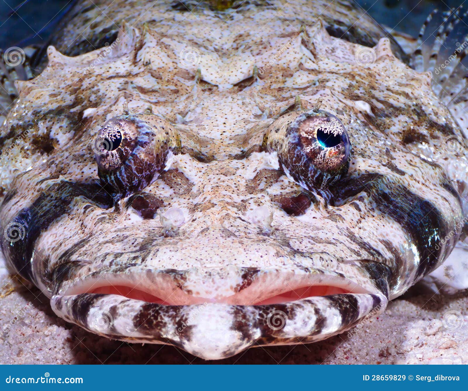 Crocodilefish portrait stock image. Image of color, beautiful - 28659829