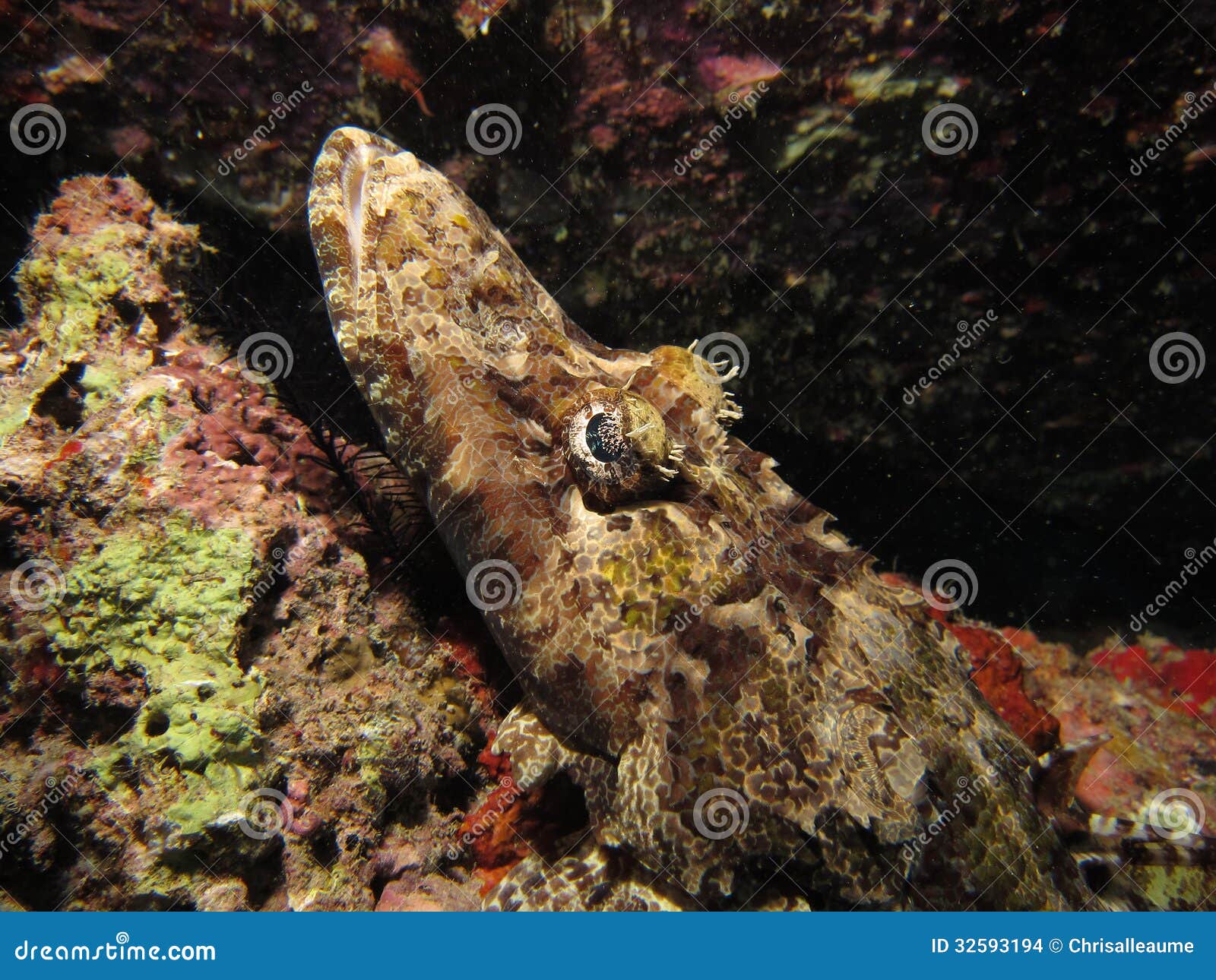 Crocodilefish stock photo. Image of head, close, camouflage - 32593194