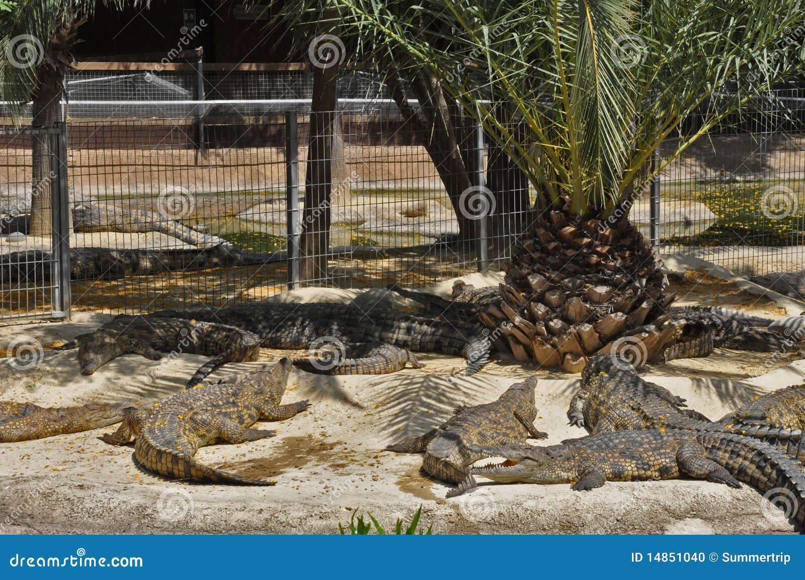 Crocodiles stock photo. Image of croc, tree, crocodile - 14851040