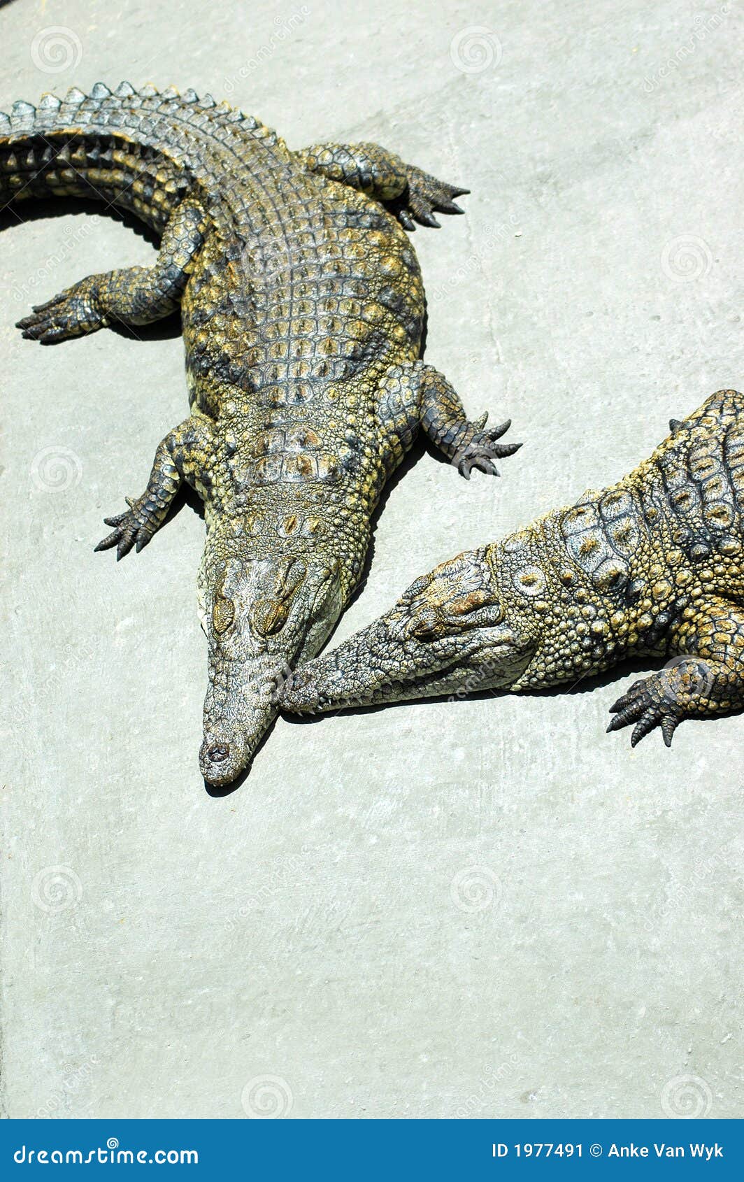 Crocodiles stock image. Image of crocodiles, portraits - 1977491