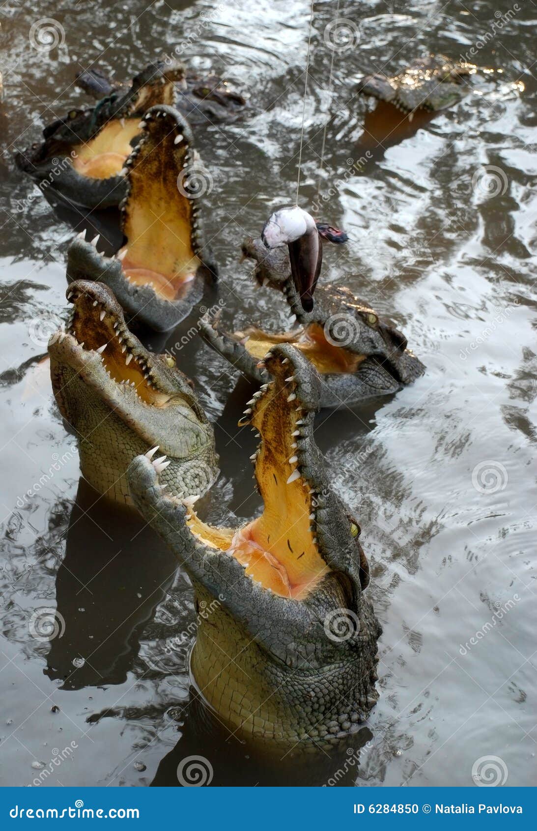 Crocodiles stock photo. Image of hunter, reptile, alligator - 6284850