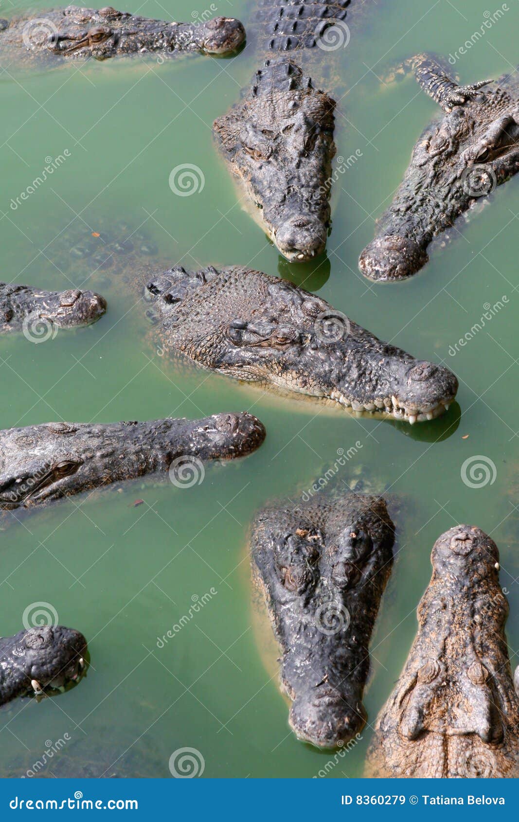 Crocodiles stock image. Image of nile, horror, alligator - 8360279