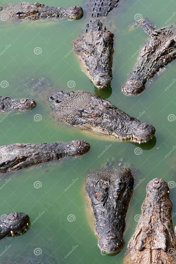 Crocodiles stock image. Image of nile, horror, alligator - 8360279