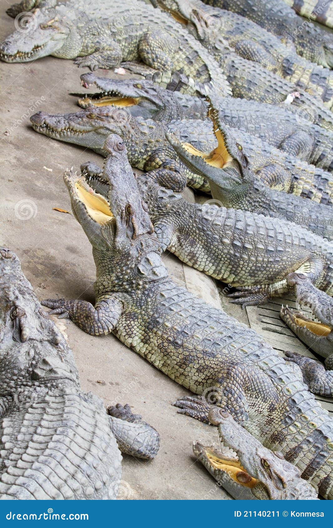 Crocodiles d'eau douce image stock. Image du danger, vert - 21140211