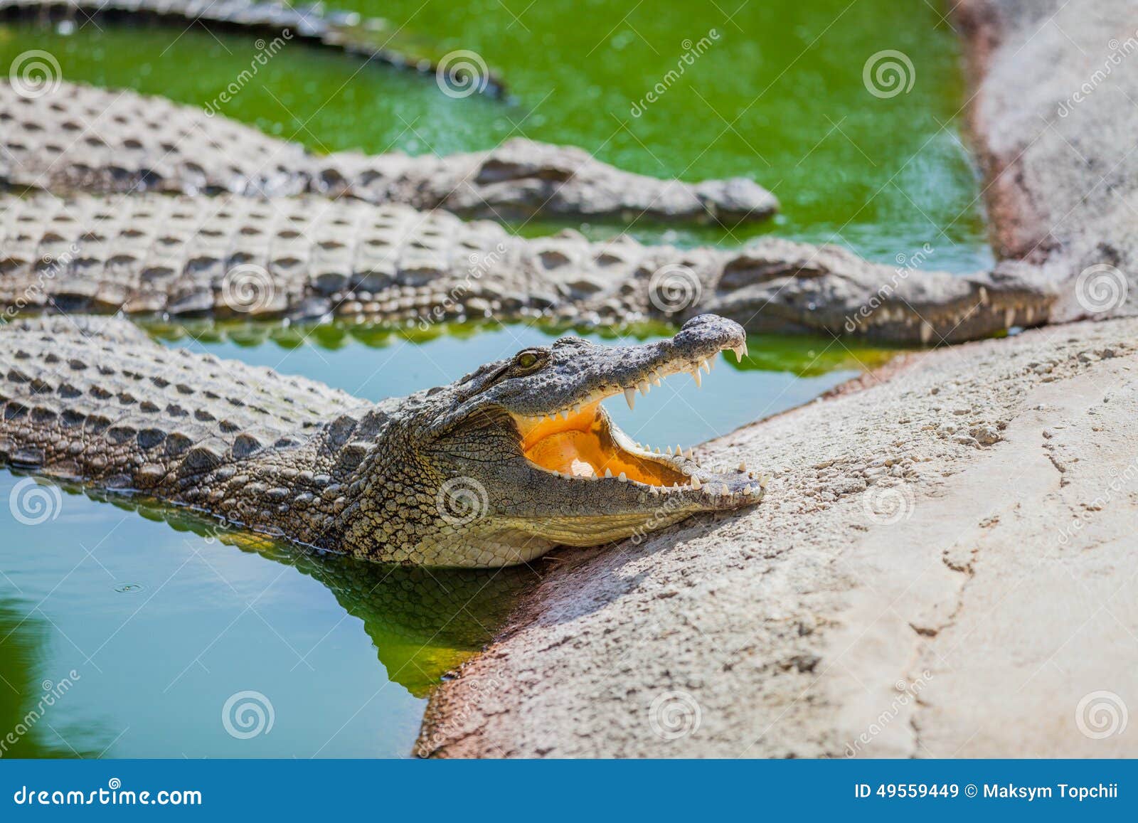 Crocodiles in a farm stock image. Image of farm, calm - 49559449