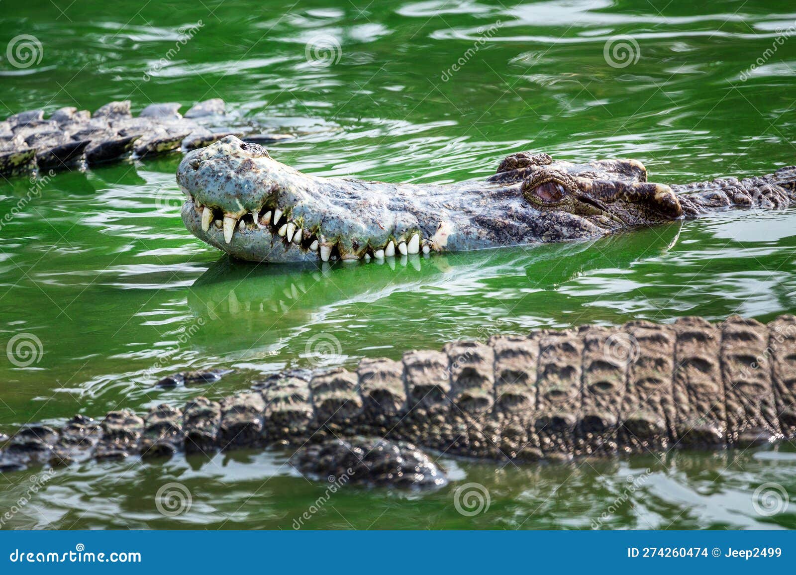 Crocodiles on the water. stock photo. Image of reptiles - 274260474