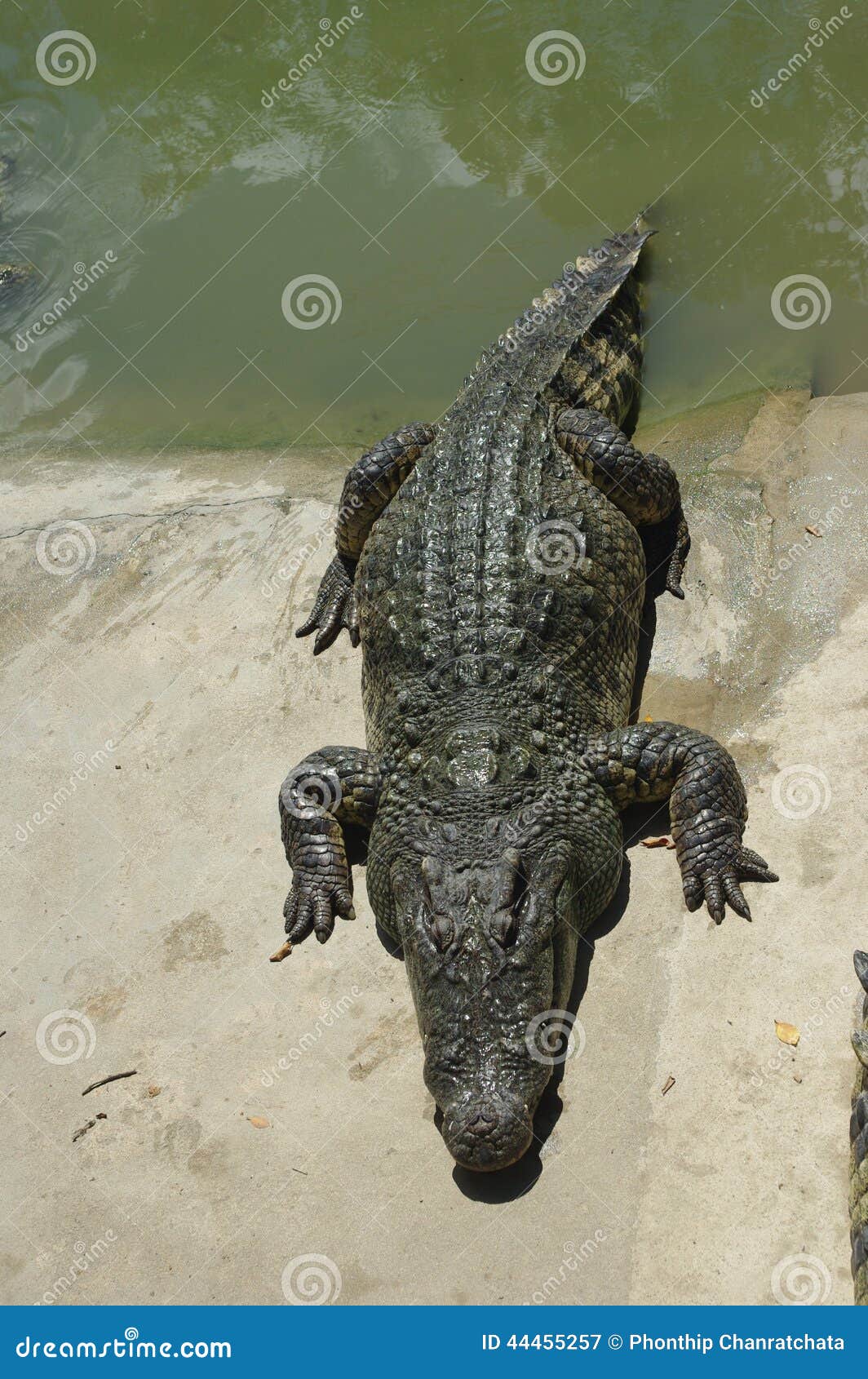 Crocodiles stock image. Image of alive, bath, tanning - 44455257