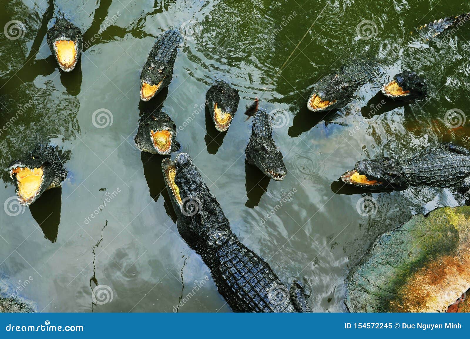 Crocodiles on the lake stock image. Image of pond, waves - 154572245