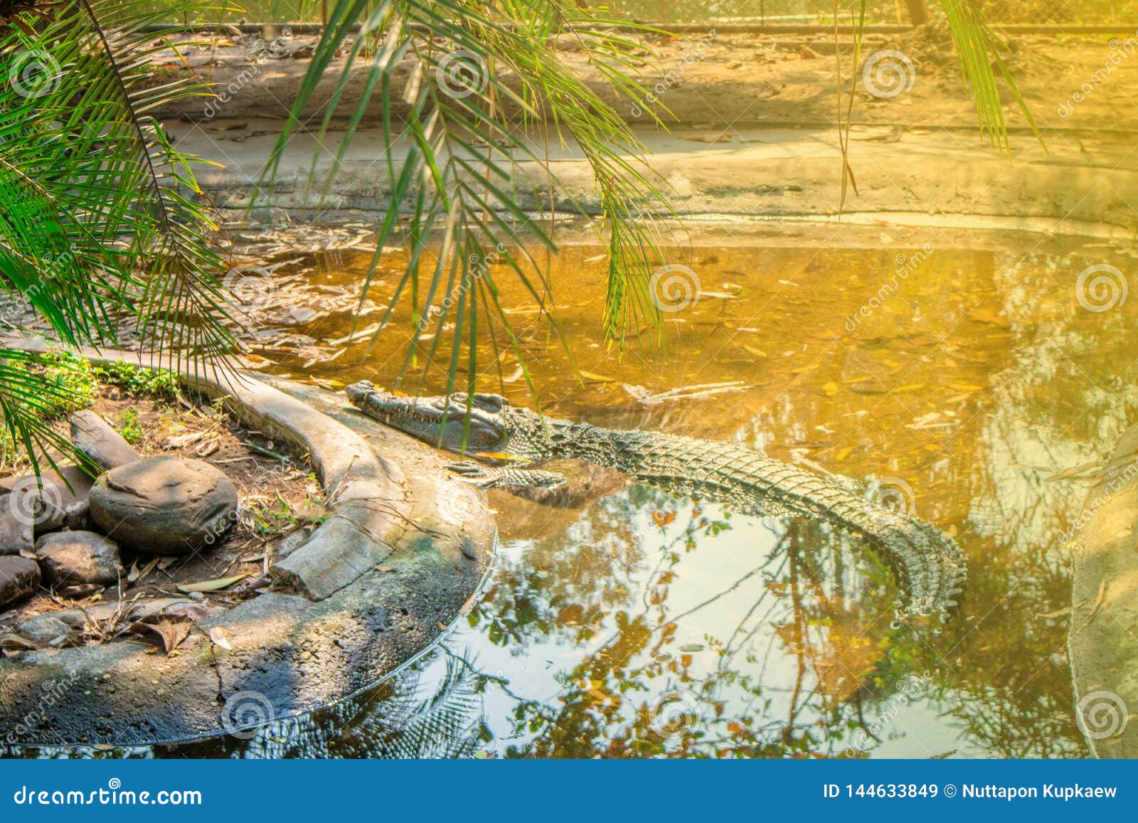 Crocodiles Lying on the Pond Stock Image - Image of natural, grass ...