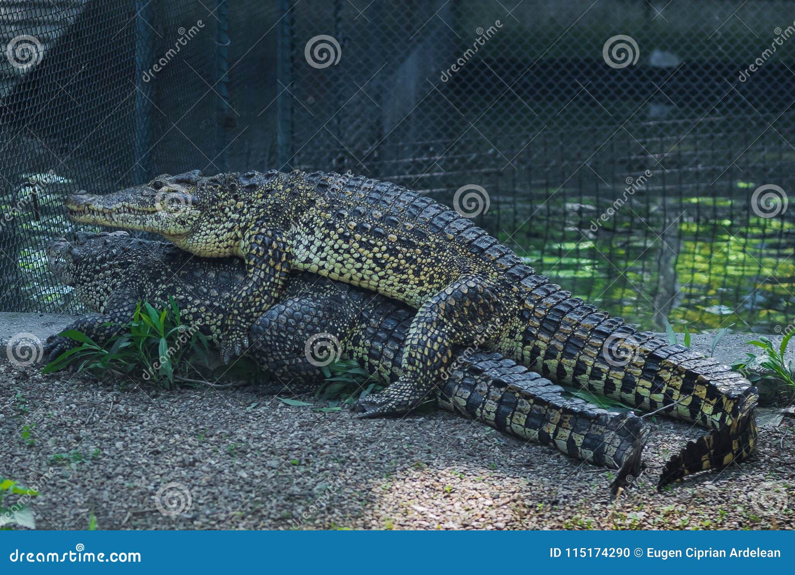 Crocodiles Mating at Belgrade Zoo Stock Photo - Image of crocodiles ...