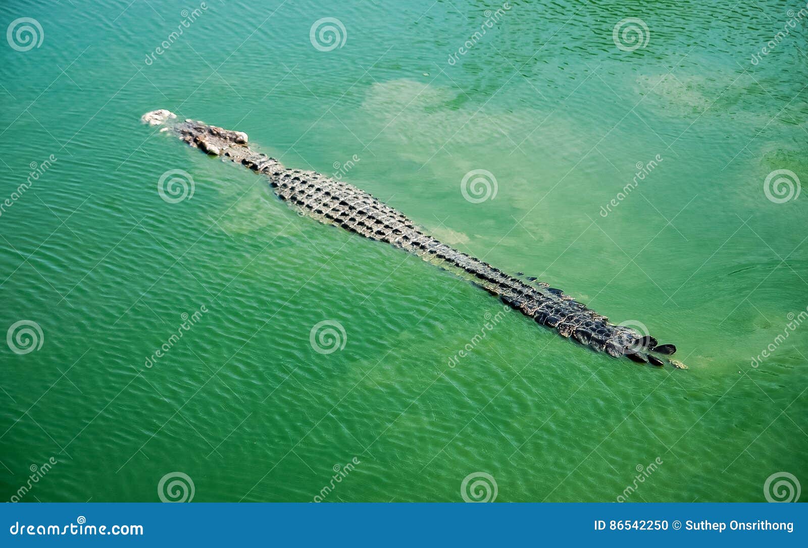 Crocodiles the Most Ferocious Animals 2 Stock Photo - Image of danger ...