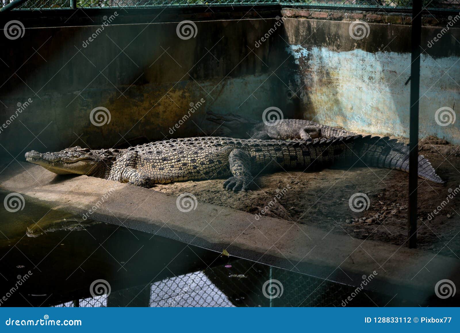Crocodiles with pool stock photo. Image of crocodile - 128833112
