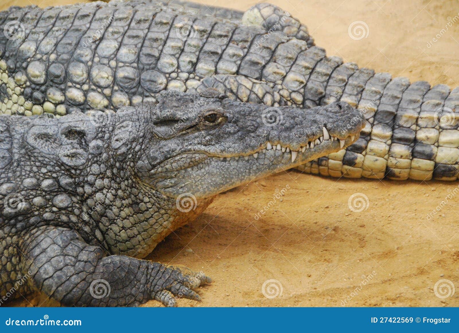 Crocodiles on sand stock image. Image of animal, shore - 27422569