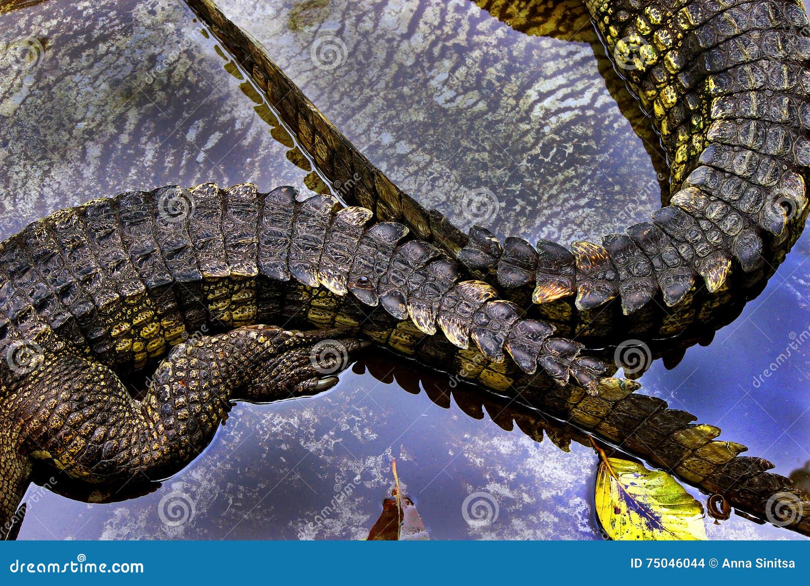 Crocodiles tails close up stock photo. Image of scaly - 75046044