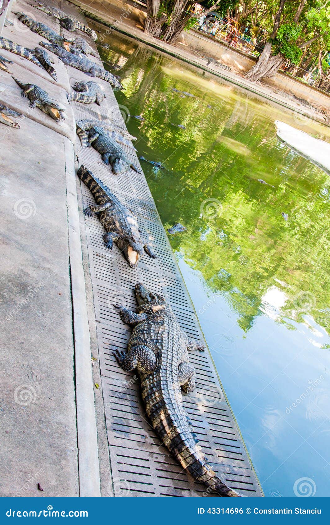 Crocodiles in Thai Farm, Thailand Stock Photo - Image of thailand ...