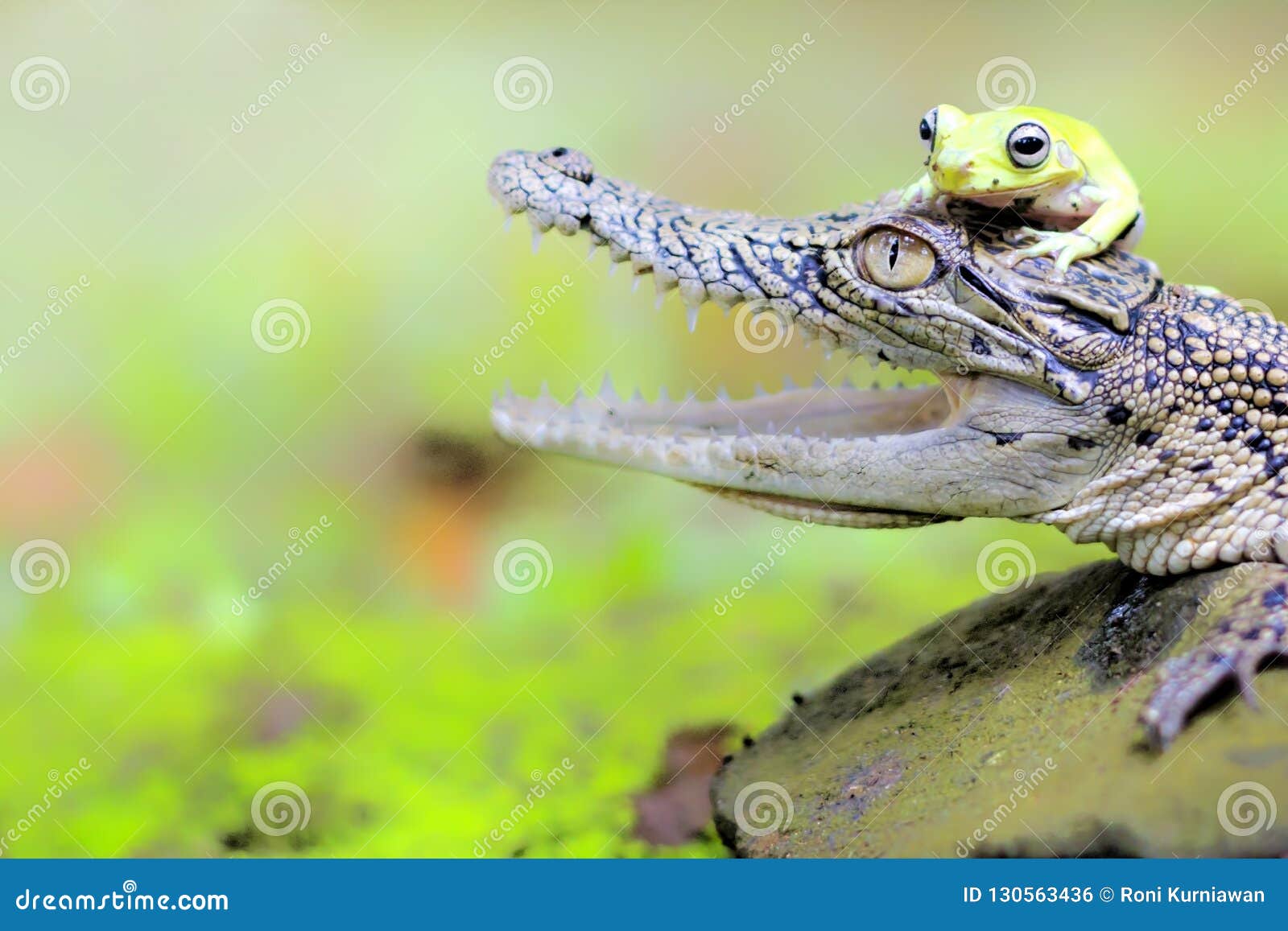 Crocodiles and Tree Frogs on a Green Background Stock Photo - Image of ...