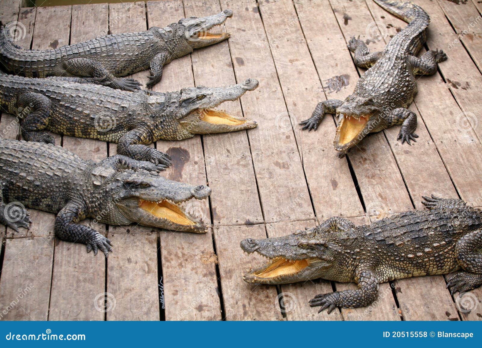 Crocodiles with Yellow Tongues Stock Photo - Image of wood, five: 20515558