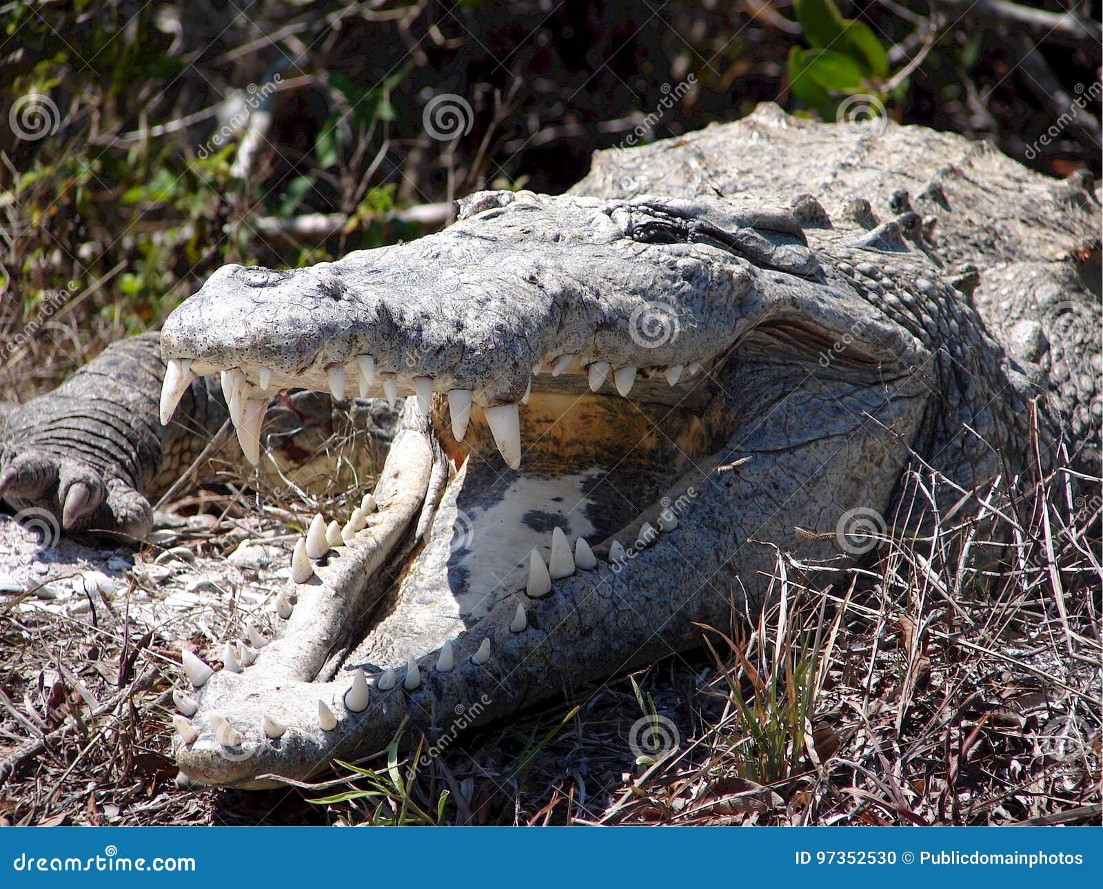 Crocodilia, Reptile, American Alligator, Alligator Picture. Image: 97352530