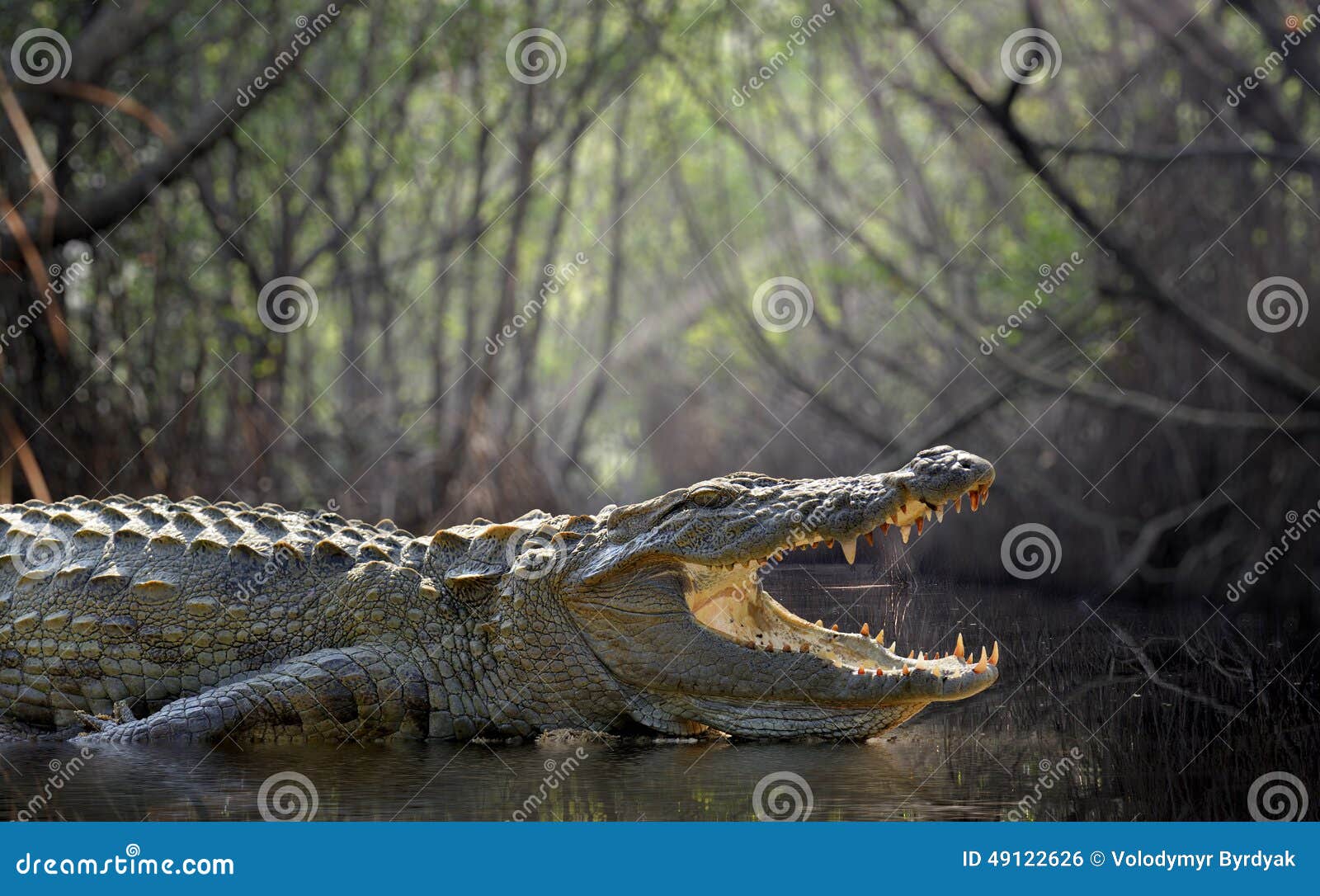 Crocodilo foto de stock. Imagem de wildlife, olho, crocodilo - 49122626