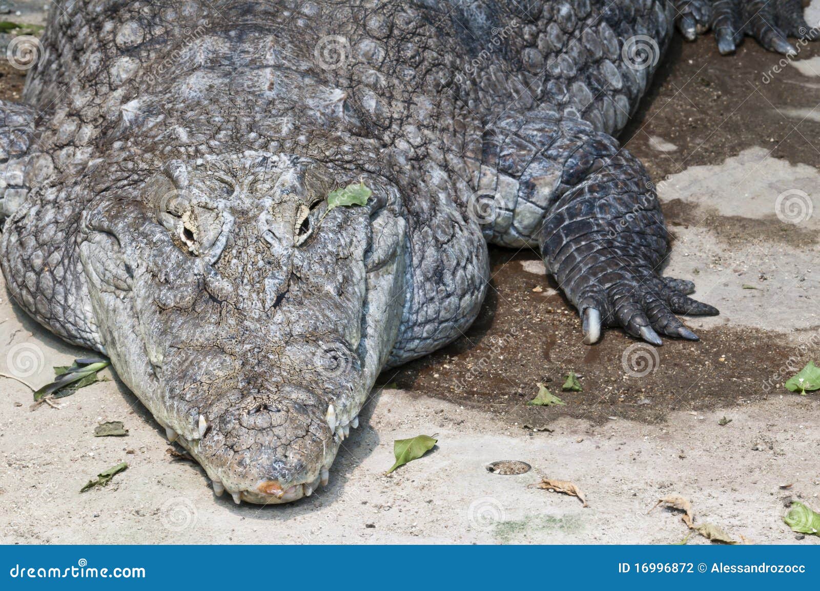 Crocodilo africano foto de stock. Imagem de cinzento - 16996872