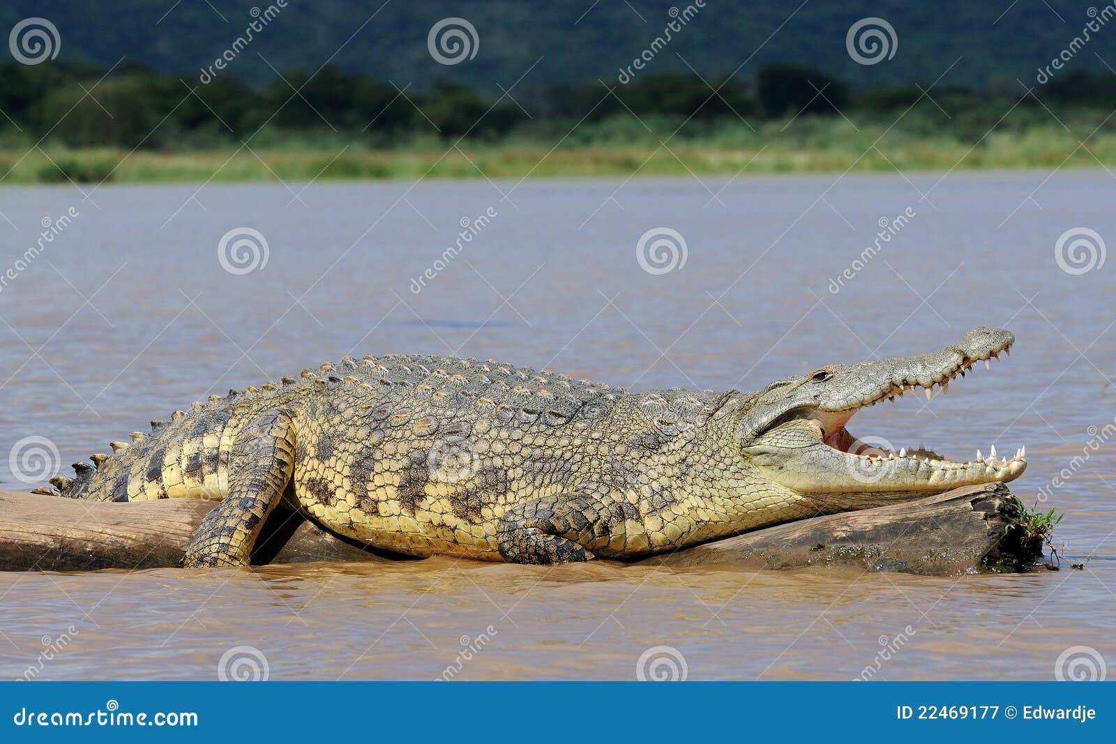 Crocodilo africano imagem de stock. Imagem de vida, descansar - 22469177
